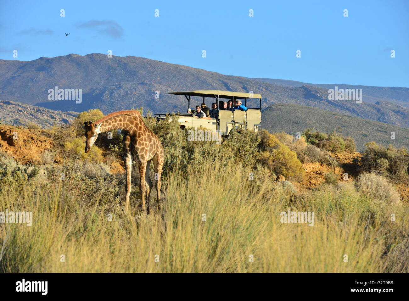 People on Safari watching a Giraffe Stock Photo - Alamy
