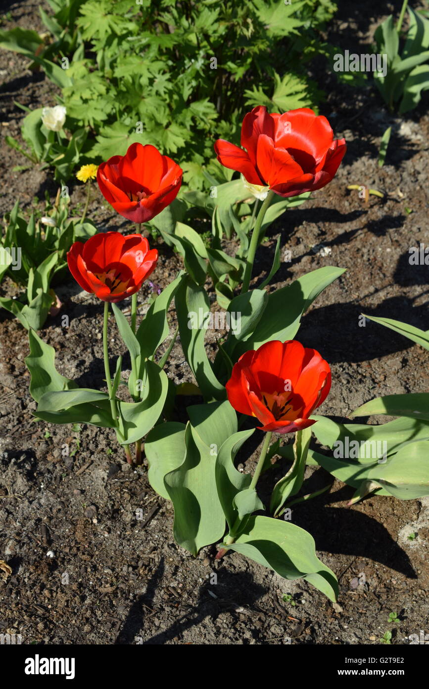 Flower Field in the Botanical Garden of the Immanuel Kant University ...