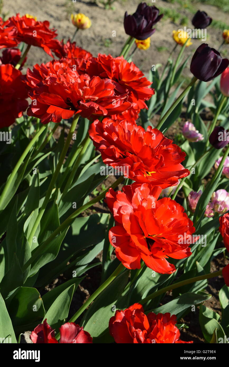 Flower Field in the Botanical Garden of the Immanuel Kant University ...