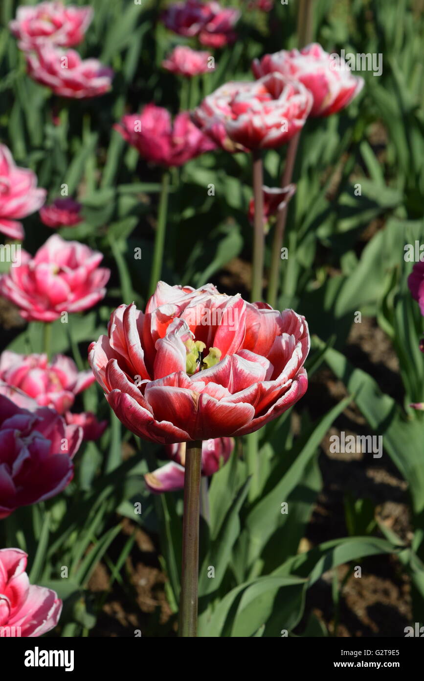 Flower Field in the Botanical Garden of the Immanuel Kant University ...