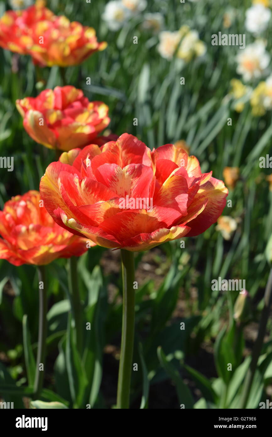 Flower Field in the Botanical Garden of the Immanuel Kant University ...