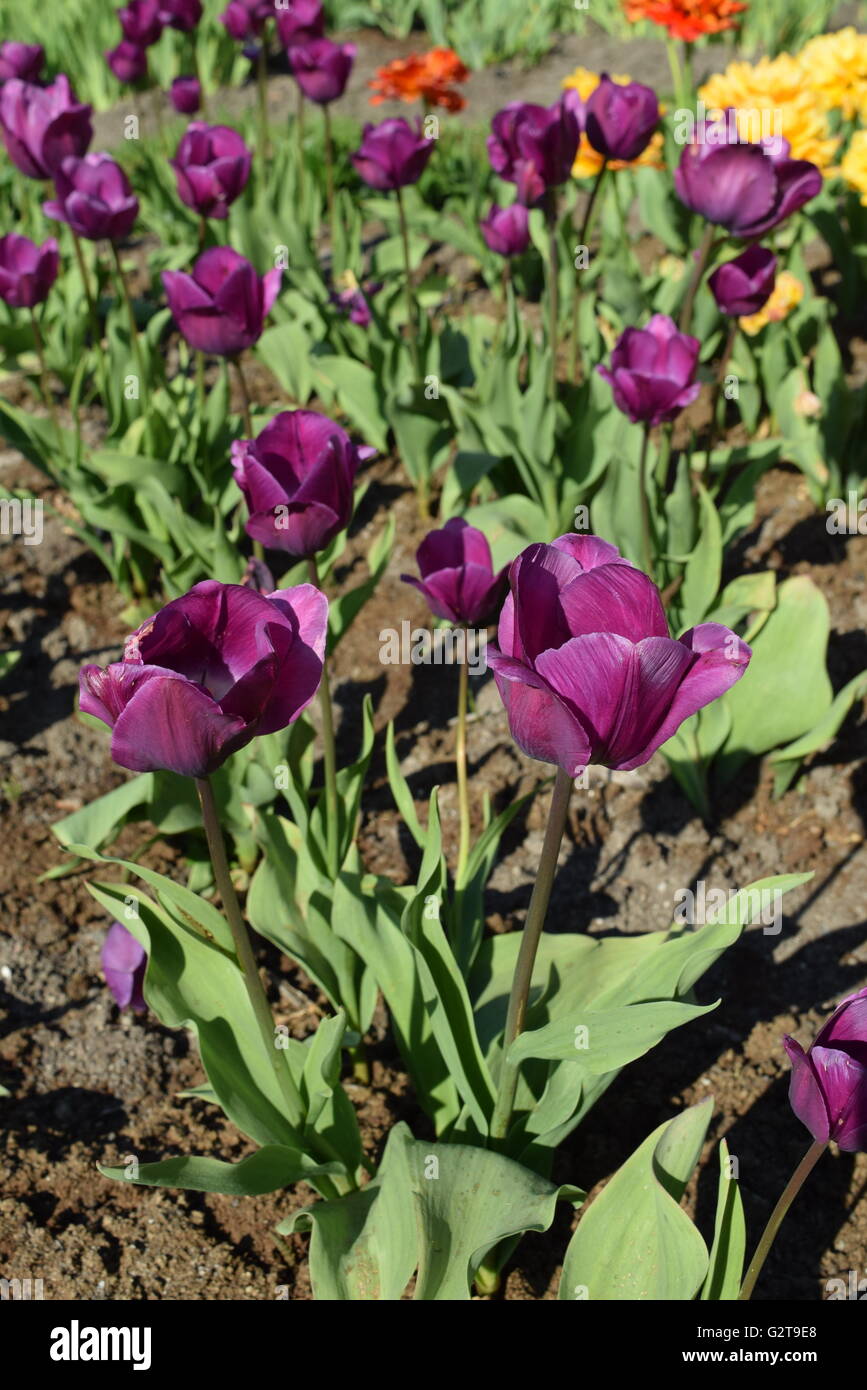 Flower Field in the Botanical Garden of the Immanuel Kant University ...