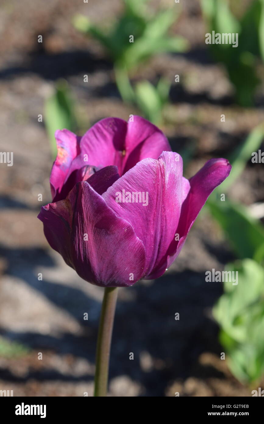 Immanuel kant park hi-res stock photography and images - Alamy