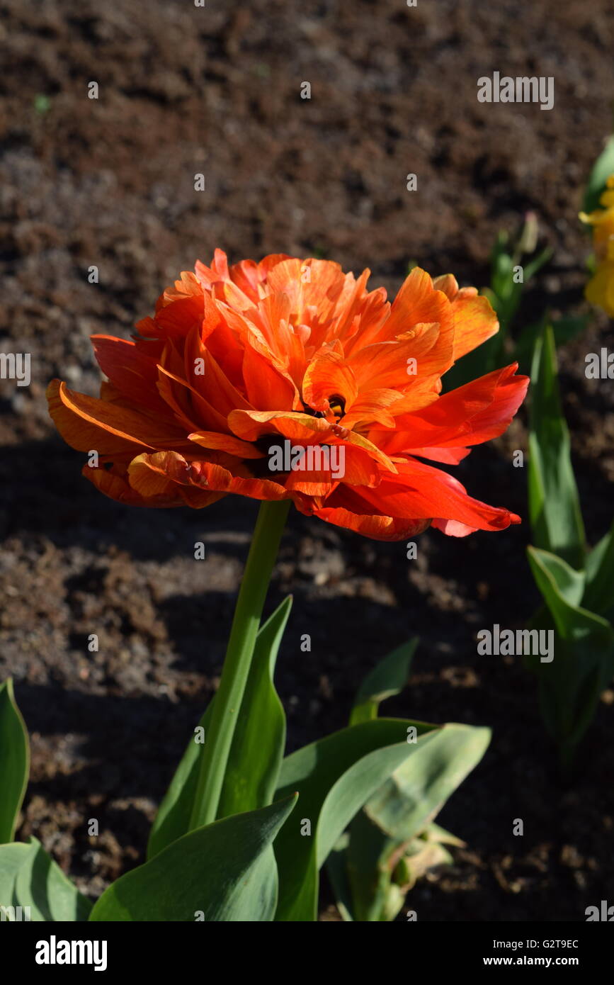 Flower Field in the Botanical Garden of the Immanuel Kant University ...