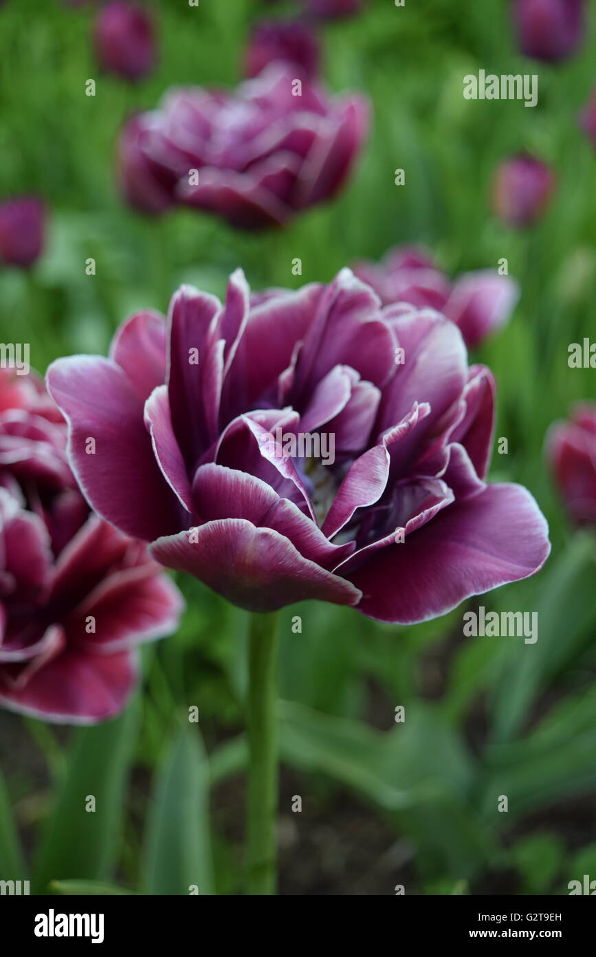 Flower Field in the Botanical Garden of the Immanuel Kant University ...
