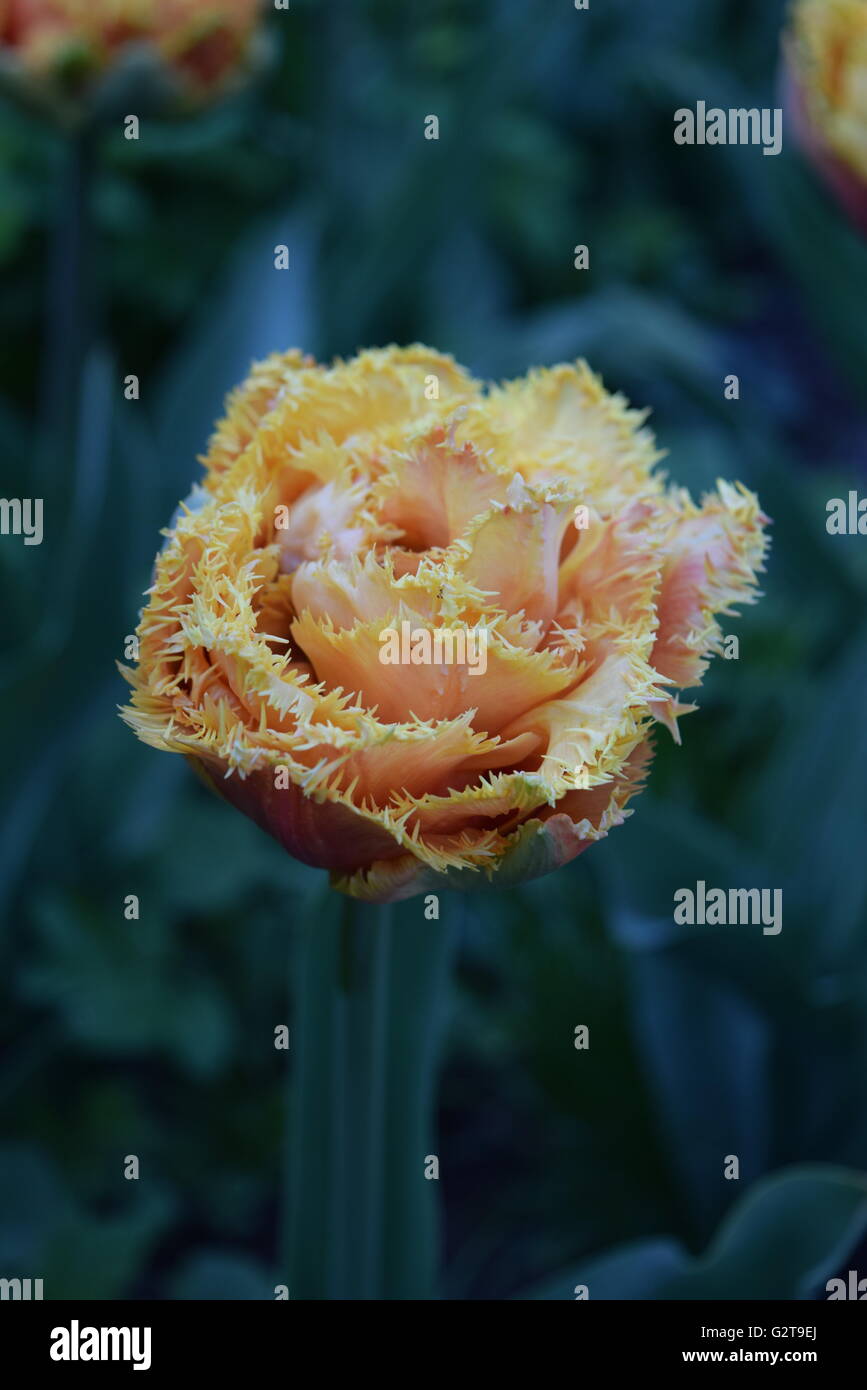 Flower Field in the Botanical Garden of the Immanuel Kant University ...