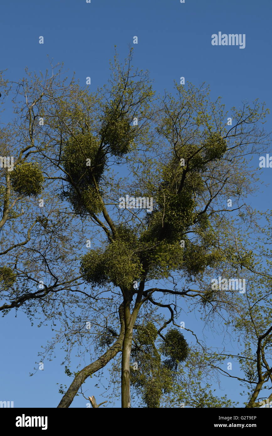 The Immanuel Kant University Botanical Garden. Omela trees Stock Photo ...