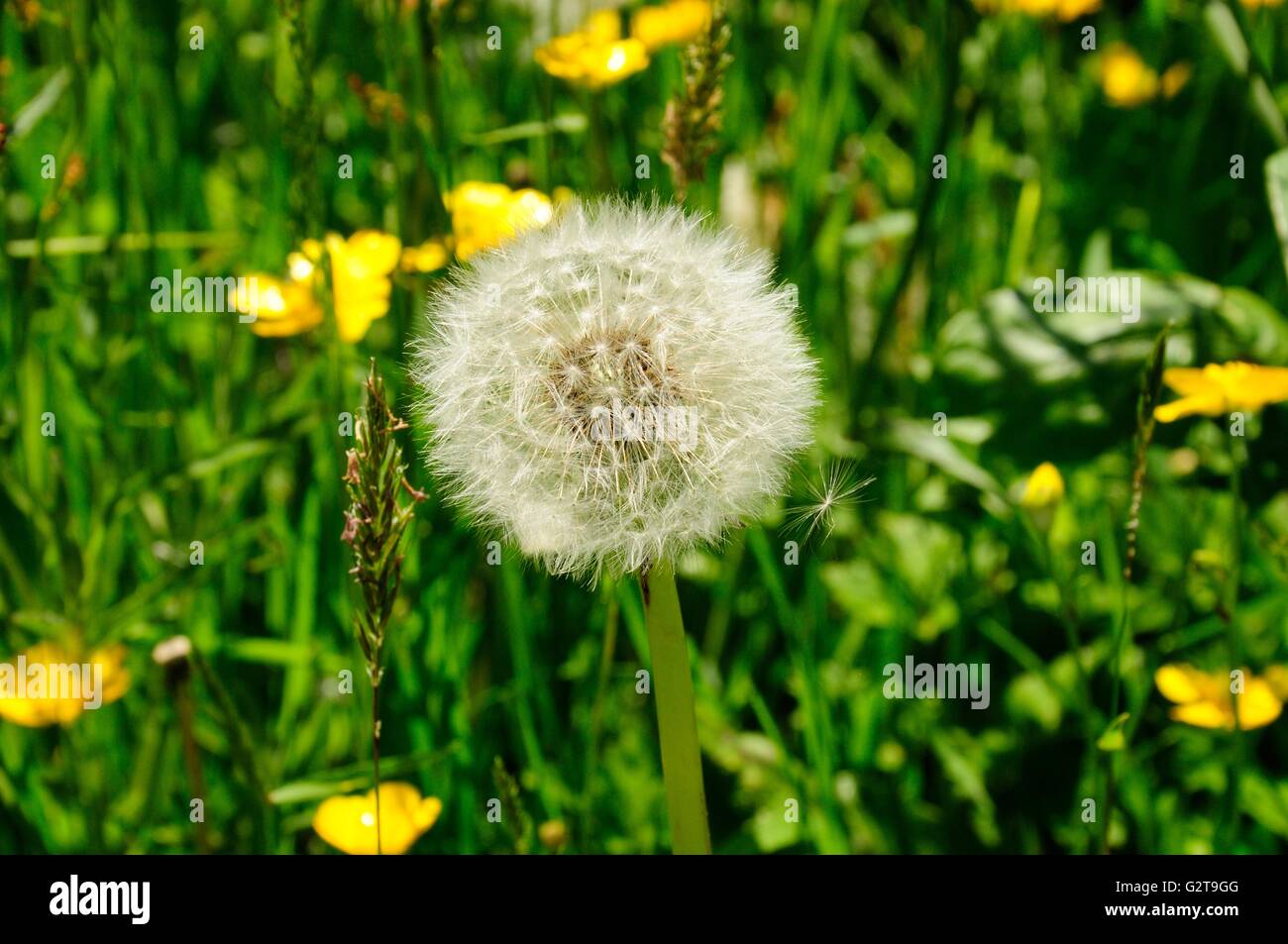 Clock seed hi-res stock photography and images - Alamy