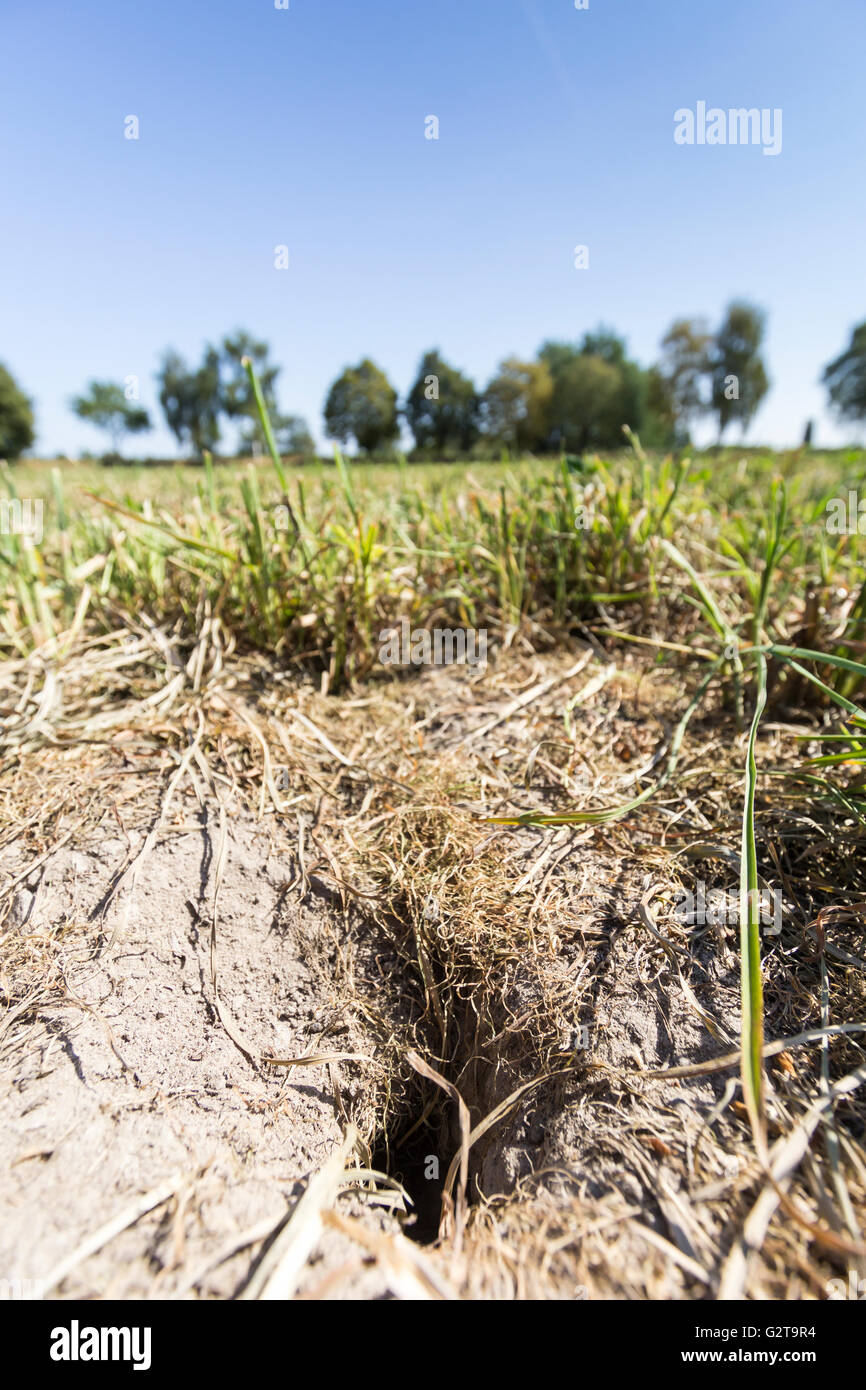 09.08.2015, Berlin, Berlin, Germany - Feldhamster- or field mouse hole ...