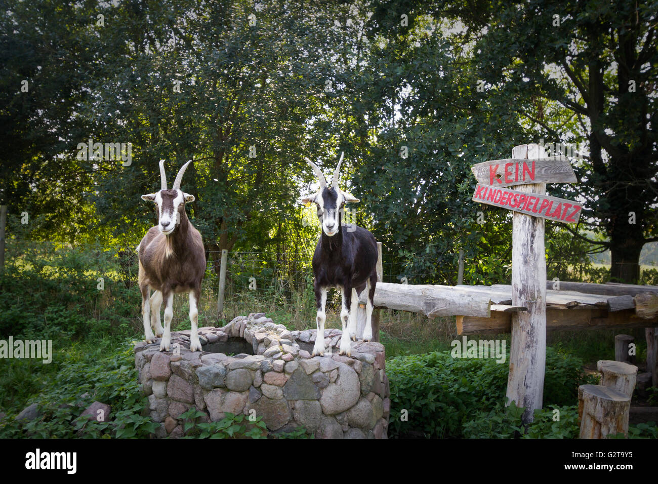 12.09.2015, Berlin, Berlin, Germany - Two goats next to a prohibition ...