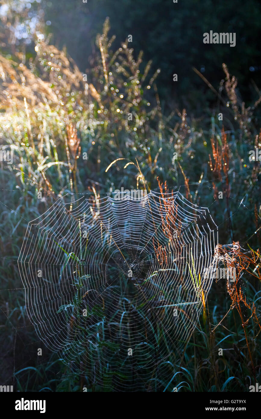 Images of cobwebs hi-res stock photography and images - Alamy