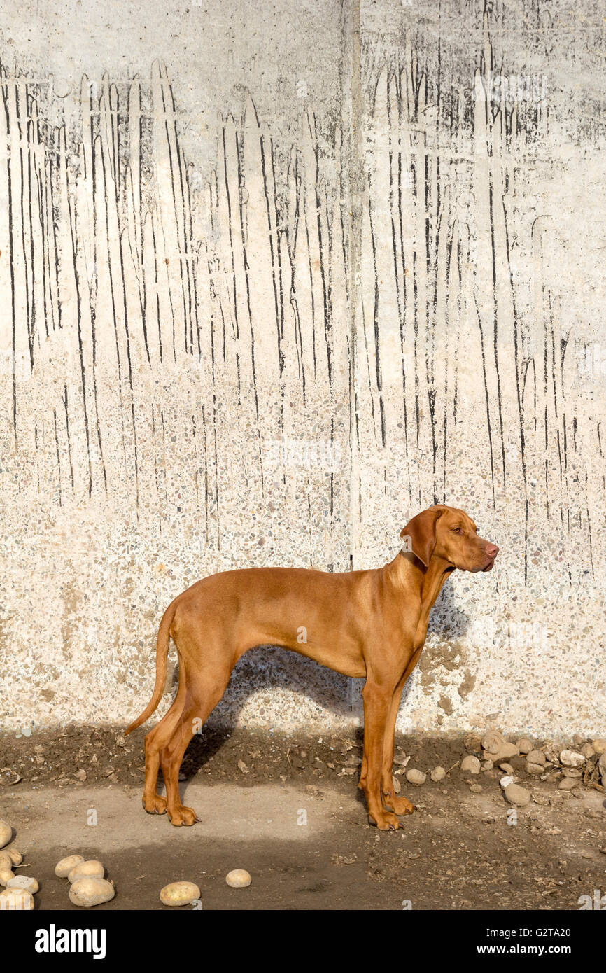 10.10.2015, Berlin, Berlin, Germany - Dog in front of a wall ...