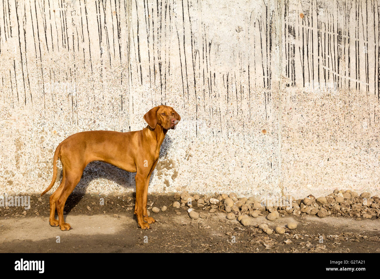 10.10.2015, Berlin, Berlin, Germany - Dog in front of a wall ...