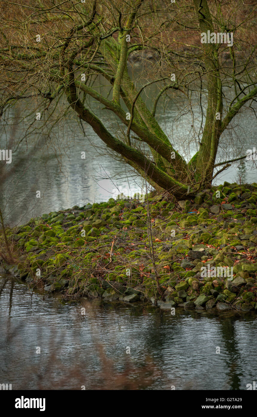 Trees and river Stock Photo - Alamy