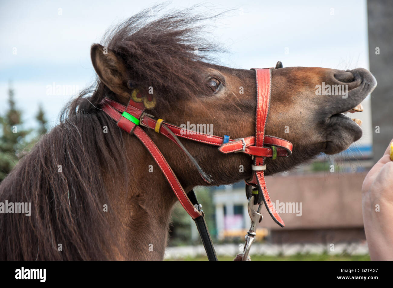 The horse (Equus ferus caballus) is one of two extant subspecies of ...