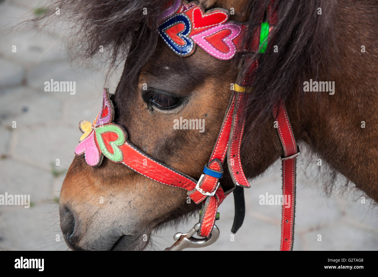 The horse (Equus ferus caballus) is one of two extant subspecies of ...