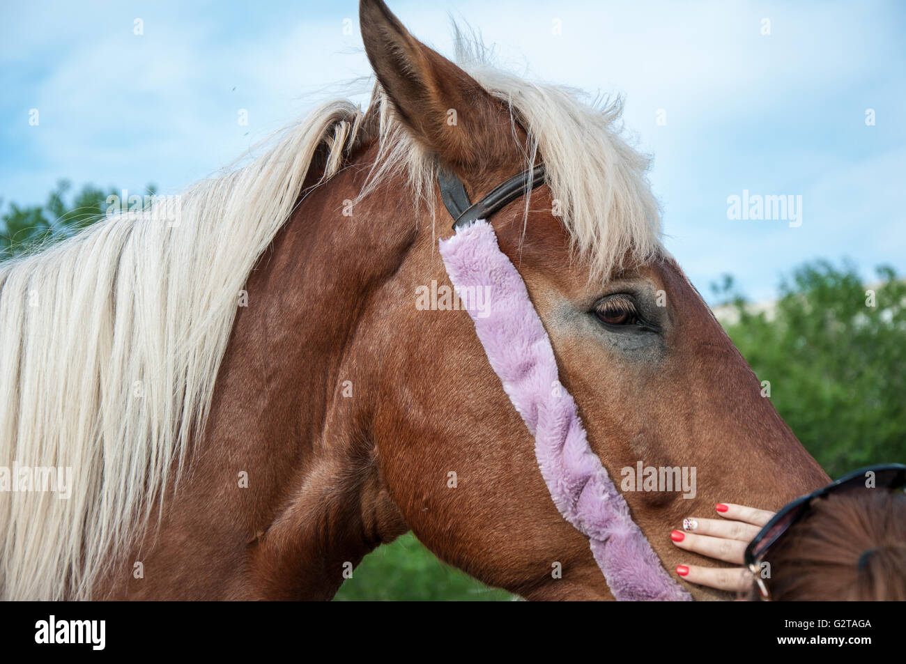 The horse (Equus ferus caballus) is one of two extant subspecies of ...