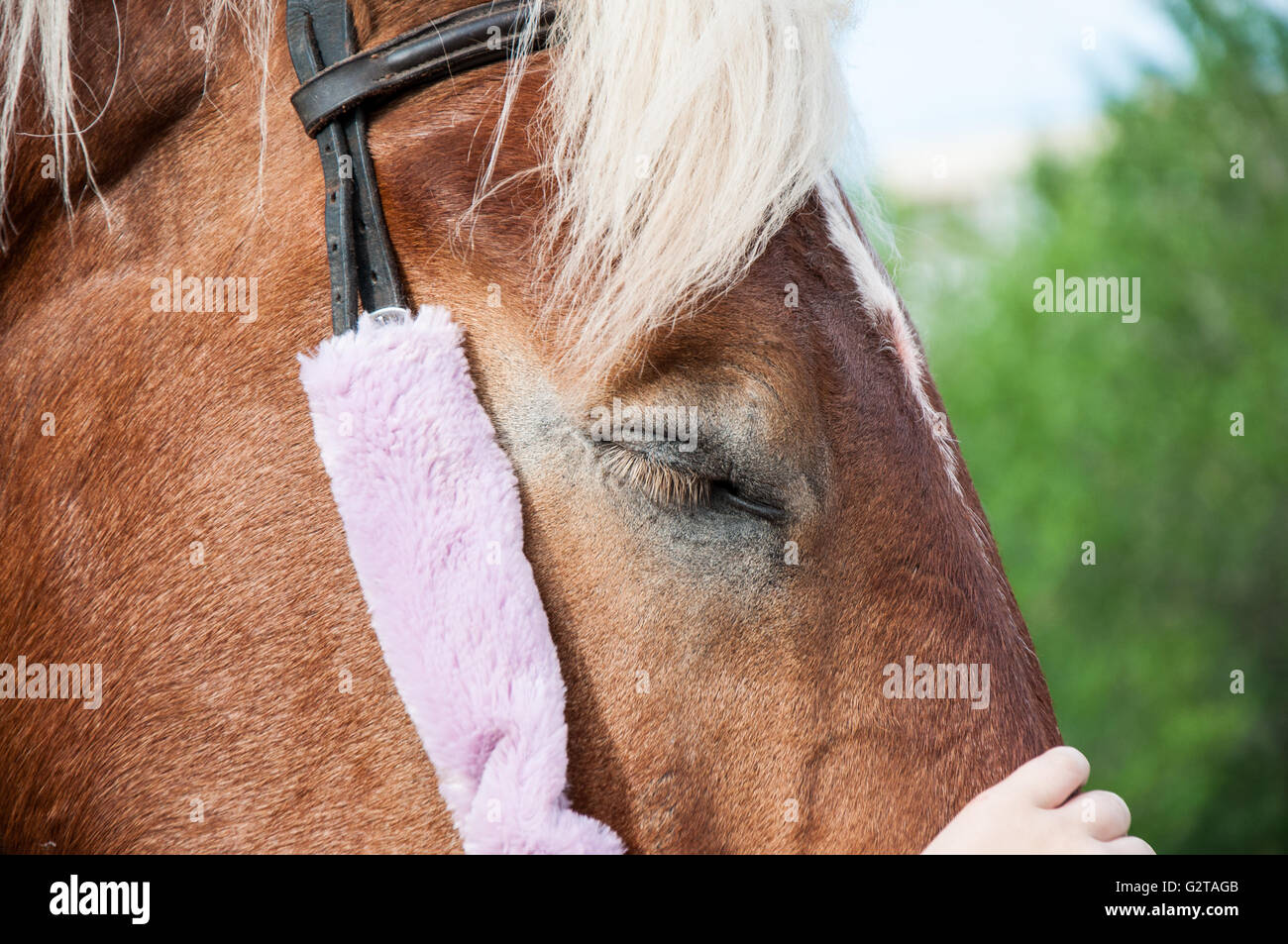 The horse (Equus ferus caballus) is one of two extant subspecies of ...