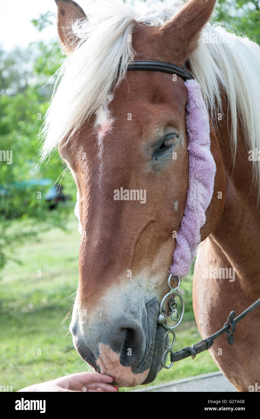 The horse (Equus ferus caballus) is one of two extant subspecies of ...