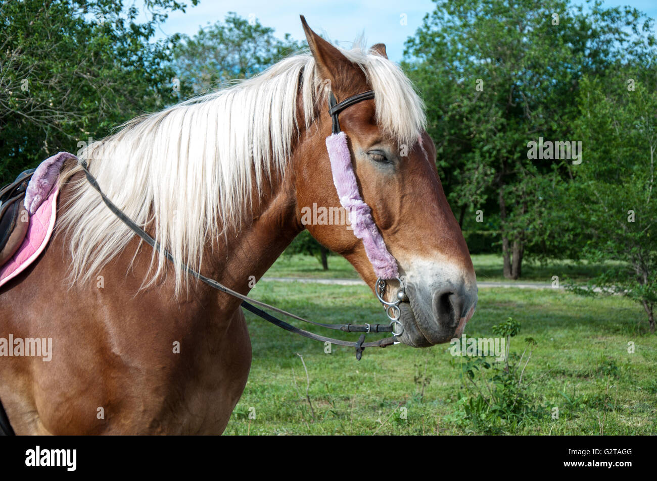 The horse (Equus ferus caballus) is one of two extant subspecies of ...