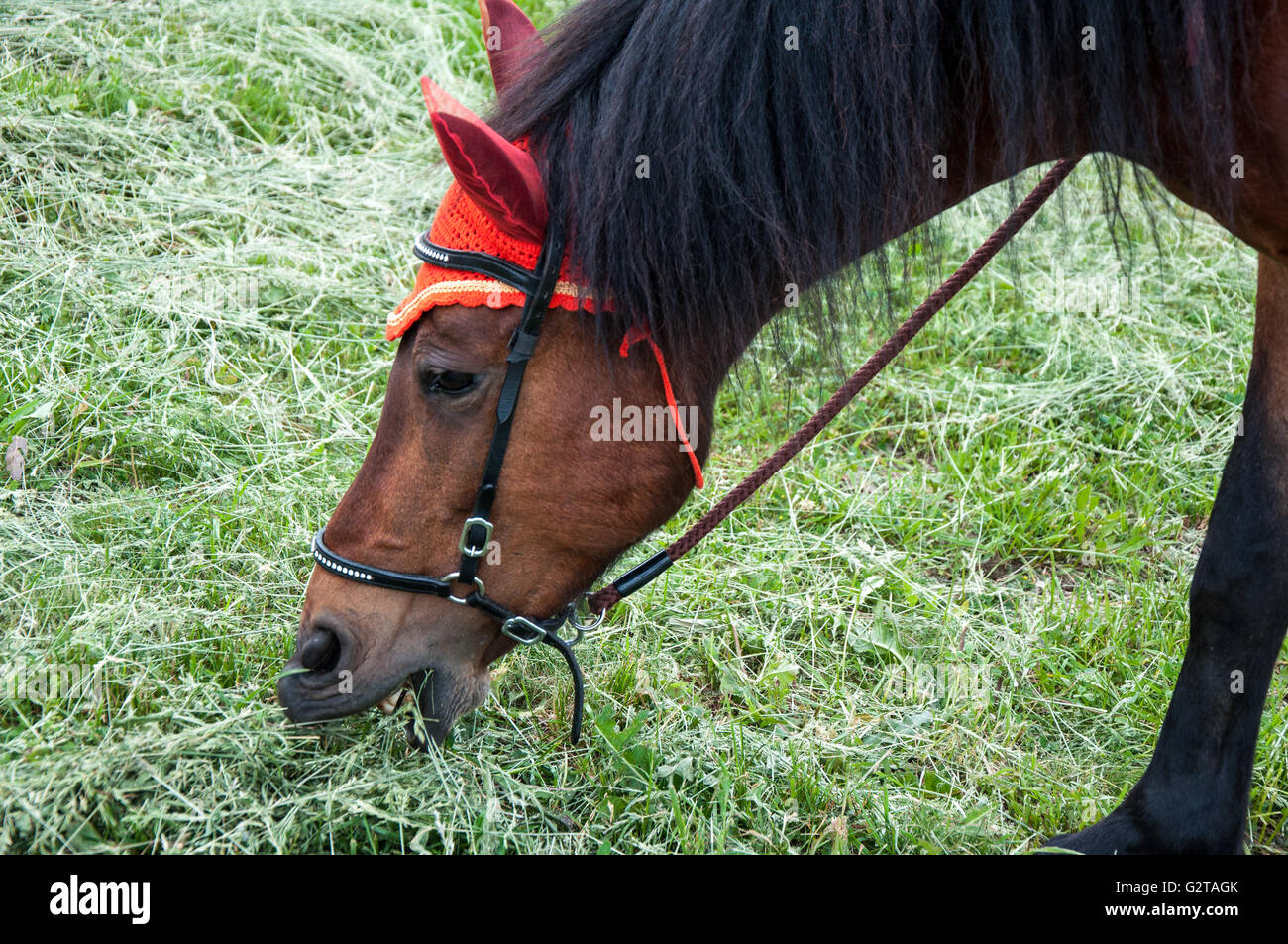 The horse (Equus ferus caballus) is one of two extant subspecies of ...