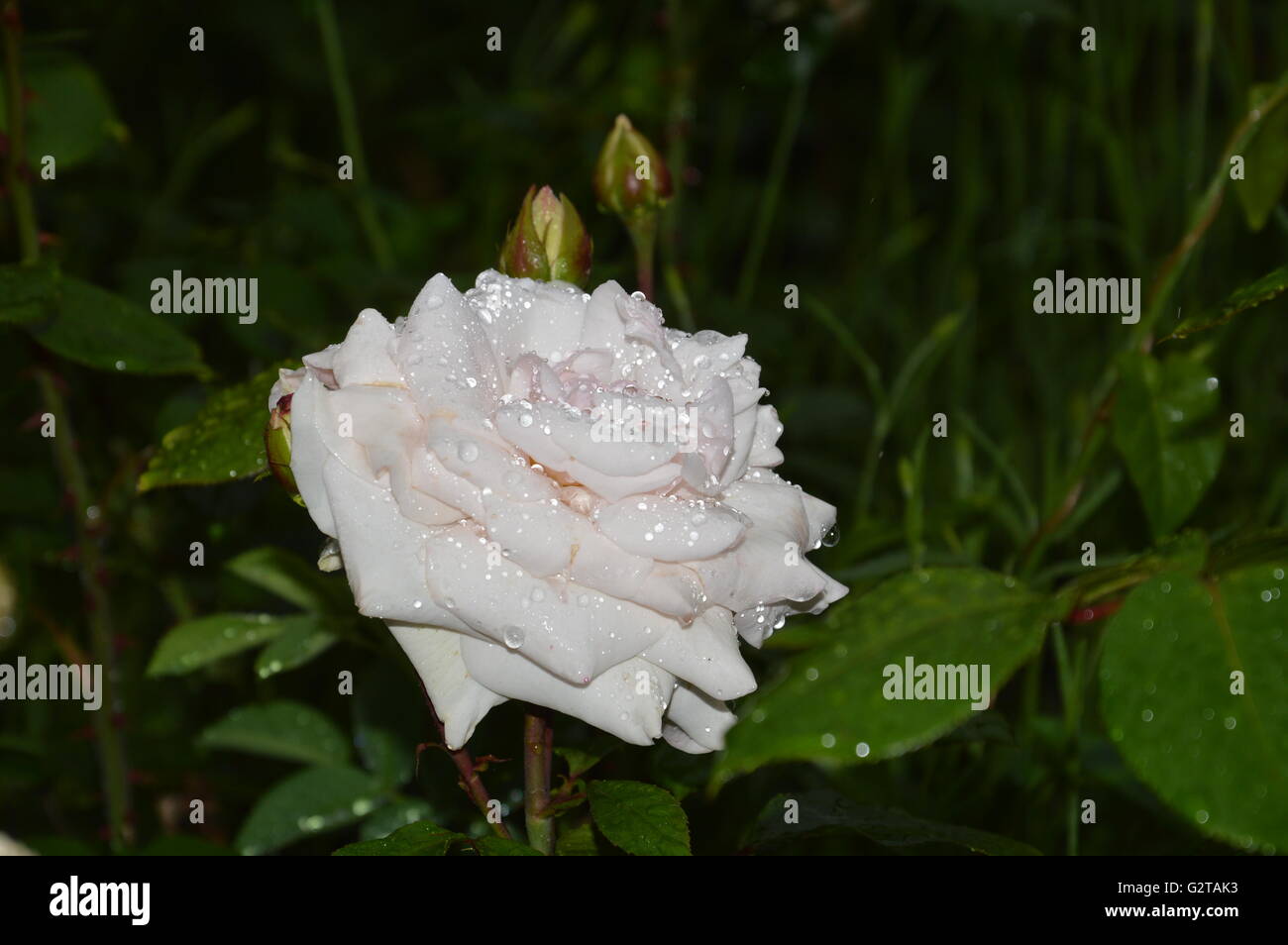 White rose with raindrops hi-res stock photography and images - Alamy
