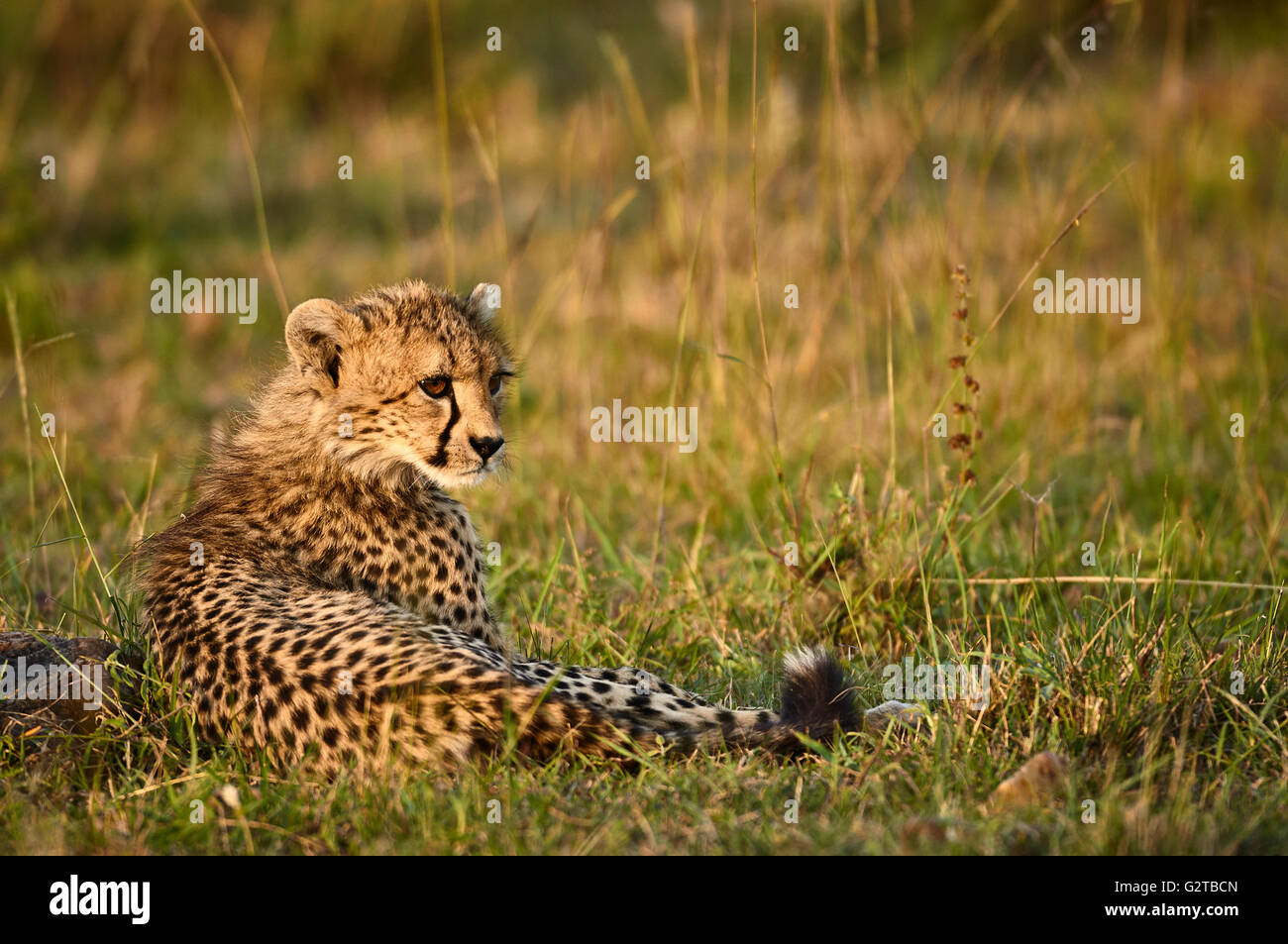 Cheetah young hi-res stock photography and images - Alamy