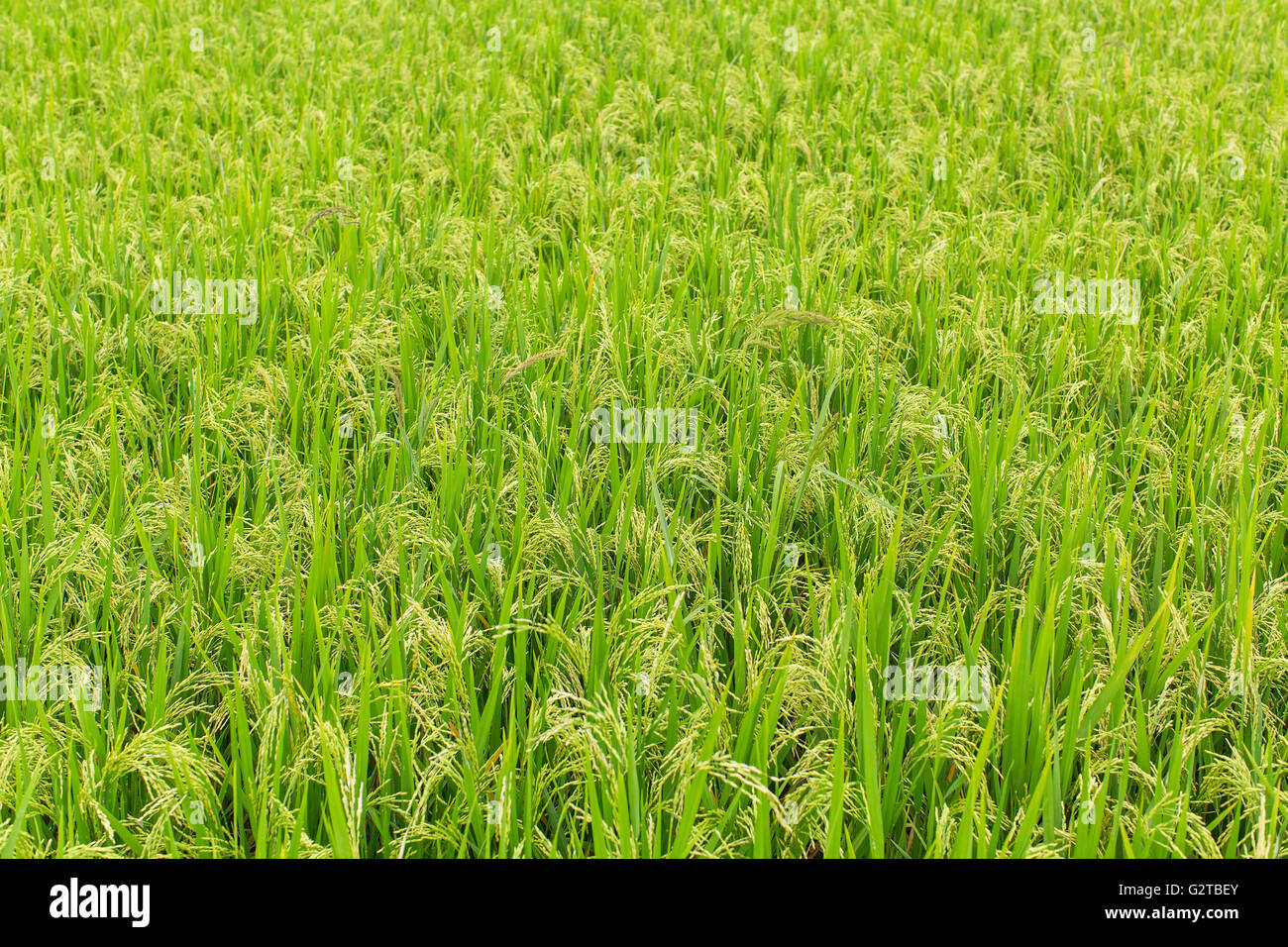 How To Grow Basmati Rice at Elmer May blog