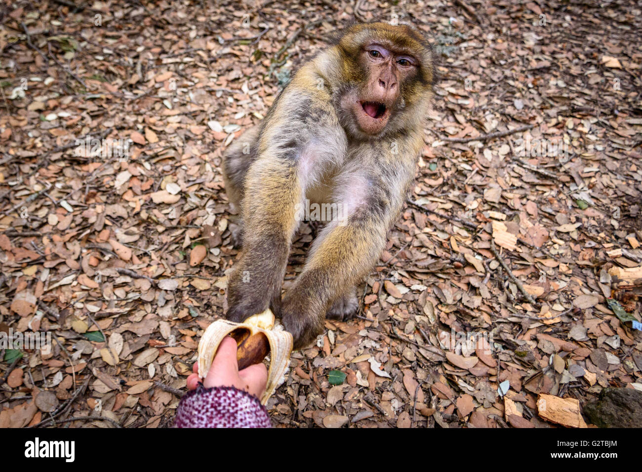 Barbary Macaque monkey eating banana from hand Stock Photo - Alamy