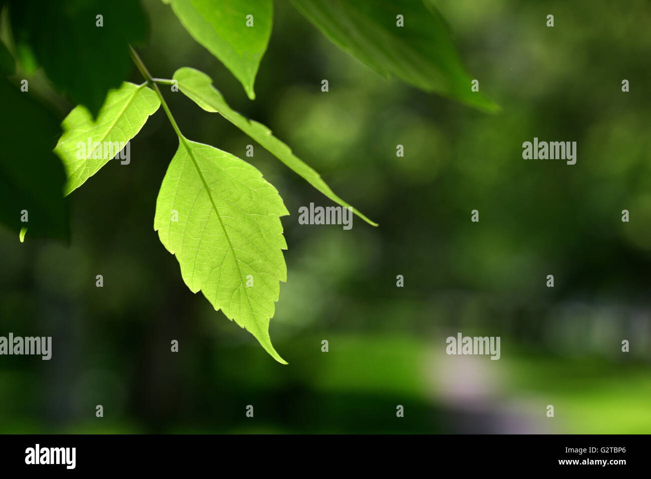 Beauty leaf tree hi-res stock photography and images - Alamy