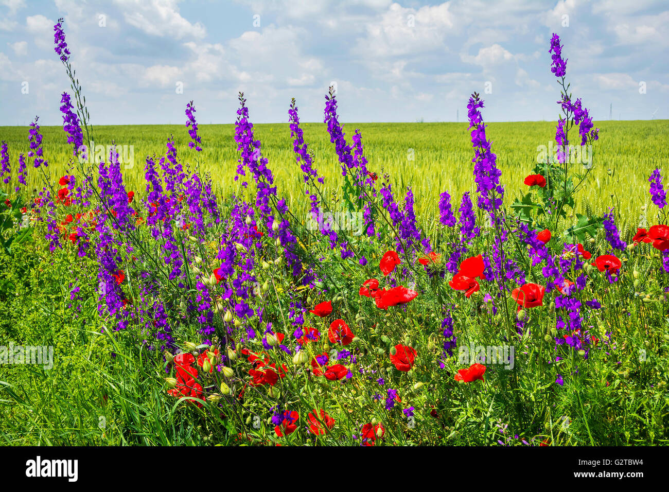 Beautiful wild flowers hi-res stock photography and images - Alamy
