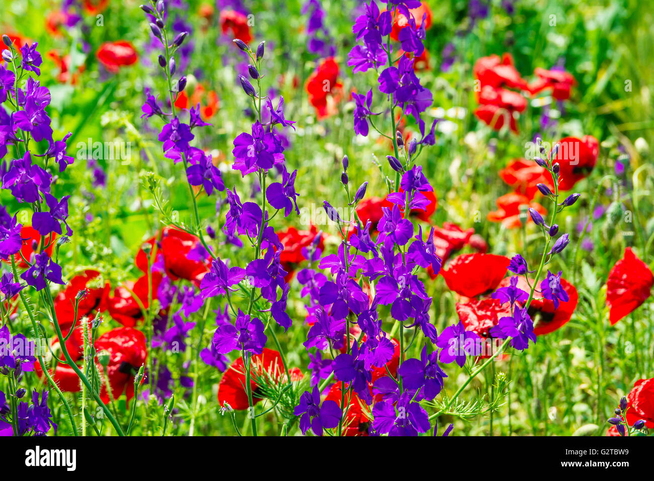 Beautiful wild flowers in summer Stock Photo - Alamy