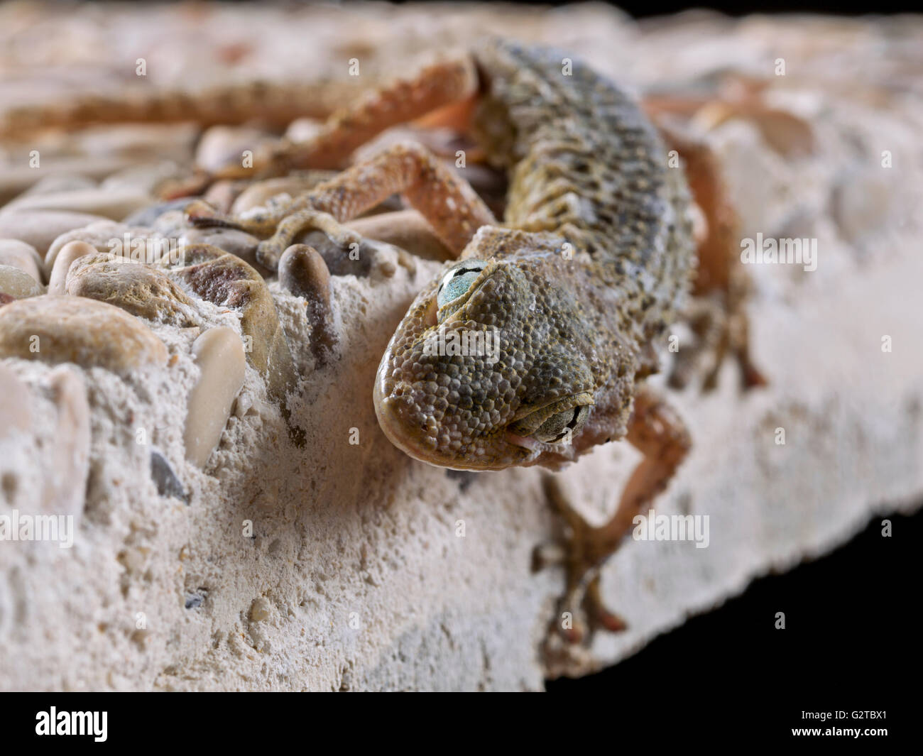 Side view of gecko hi-res stock photography and images - Alamy