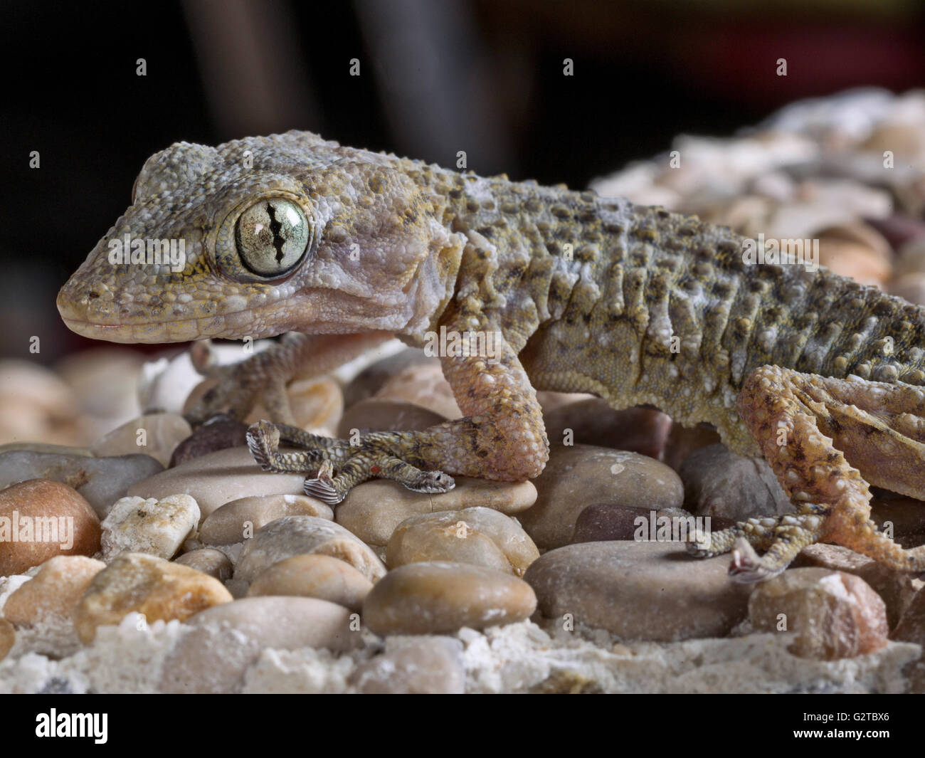 Side View Of Gecko High Resolution Stock Photography and Images - Alamy