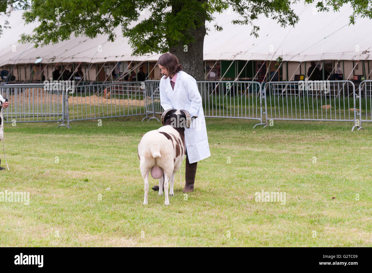 ram sheep farmer show [bath and west show] Stock Photo - Alamy