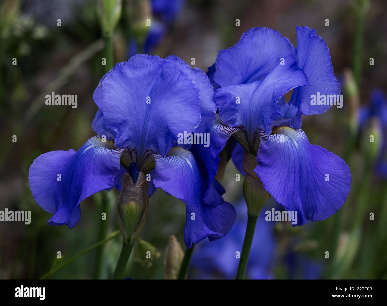 Siberian iris flower hi-res stock photography and images - Alamy