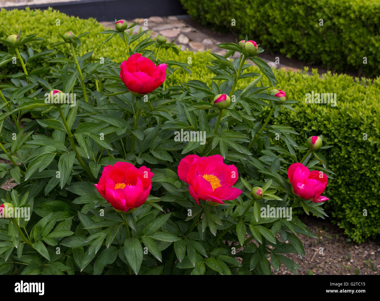 Common peony hi-res stock photography and images - Alamy