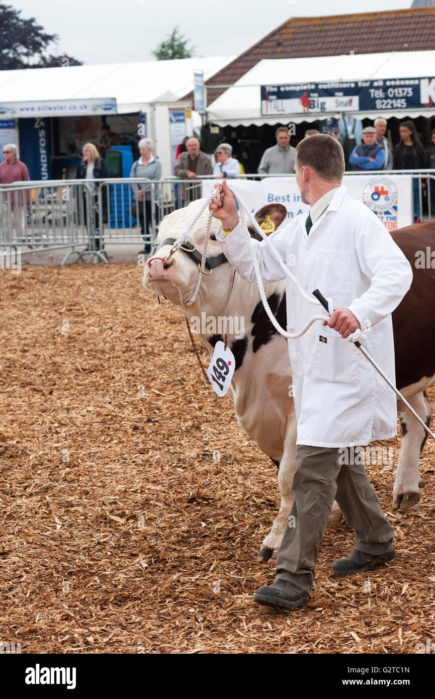 bull farmer judge [bath and west] competition cow Stock Photo - Alamy