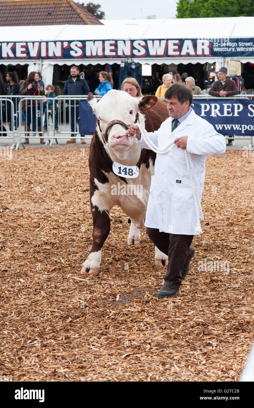 bull farmer judge [bath and west] competition cow Stock Photo - Alamy