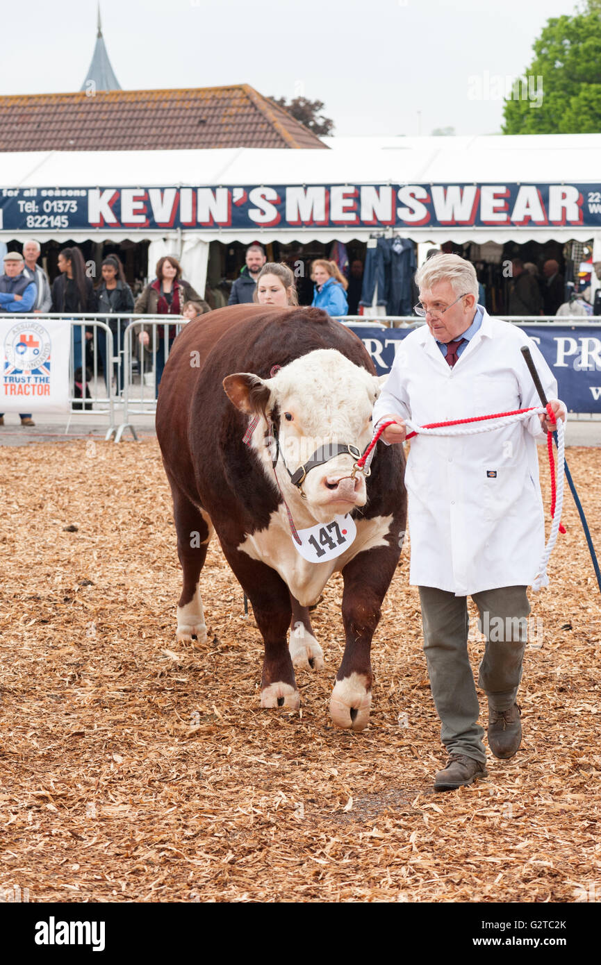 bull farmer judge [bath and west] competition cow Stock Photo - Alamy