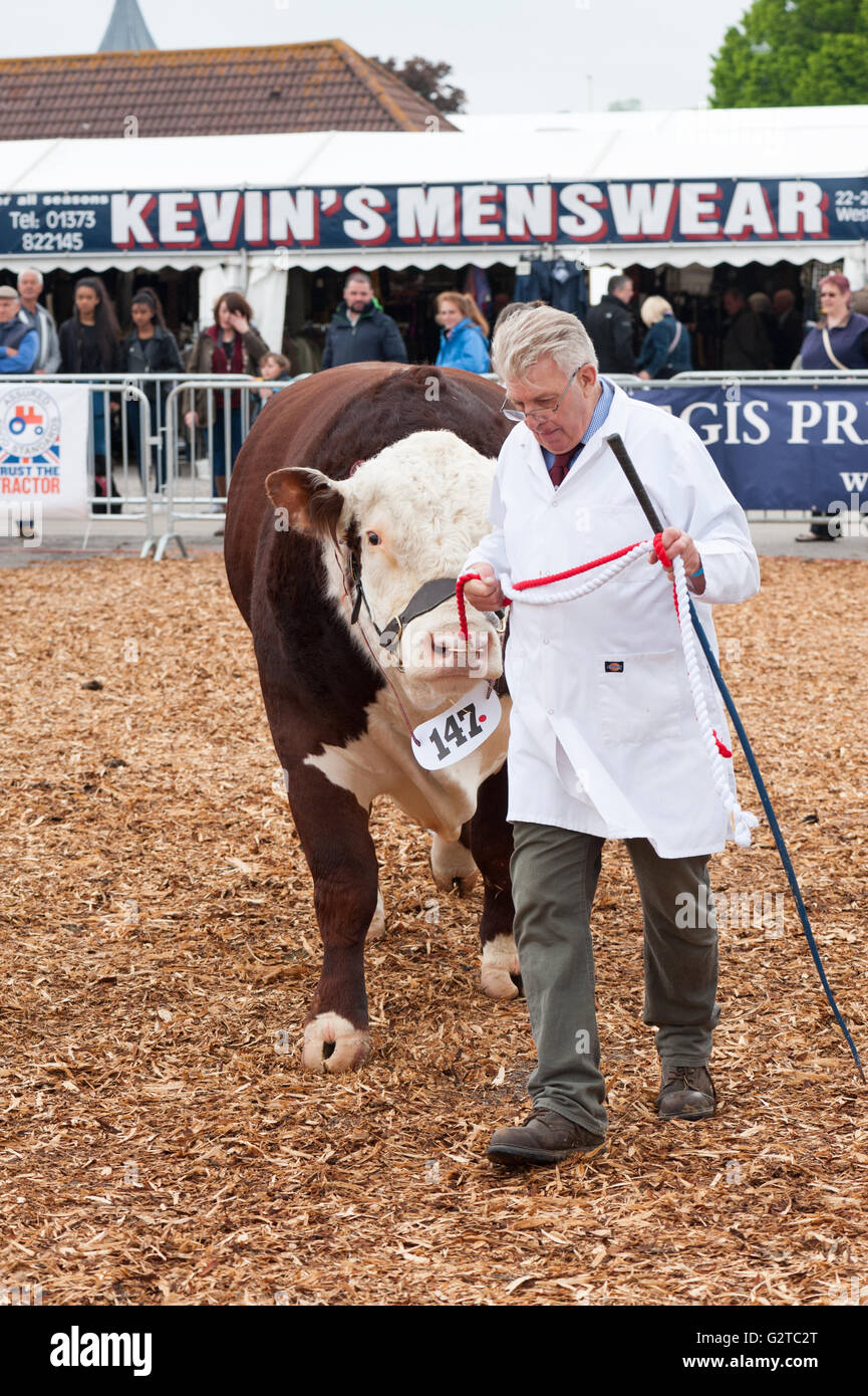 bull farmer judge [bath and west] competition cow Stock Photo - Alamy