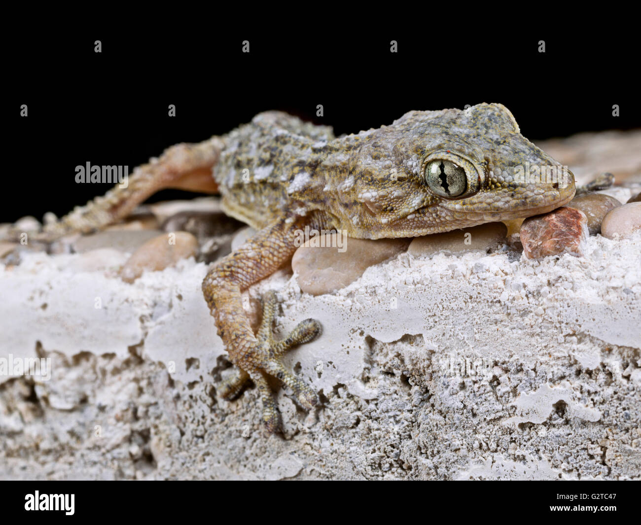 Gray gecko in nature hi-res stock photography and images - Alamy