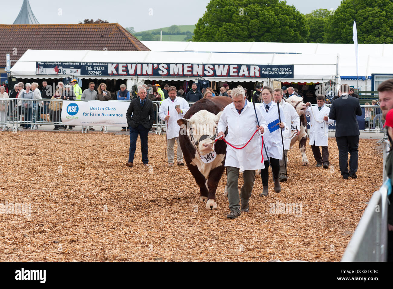 bull farmer judge [bath and west] competition cow Stock Photo - Alamy
