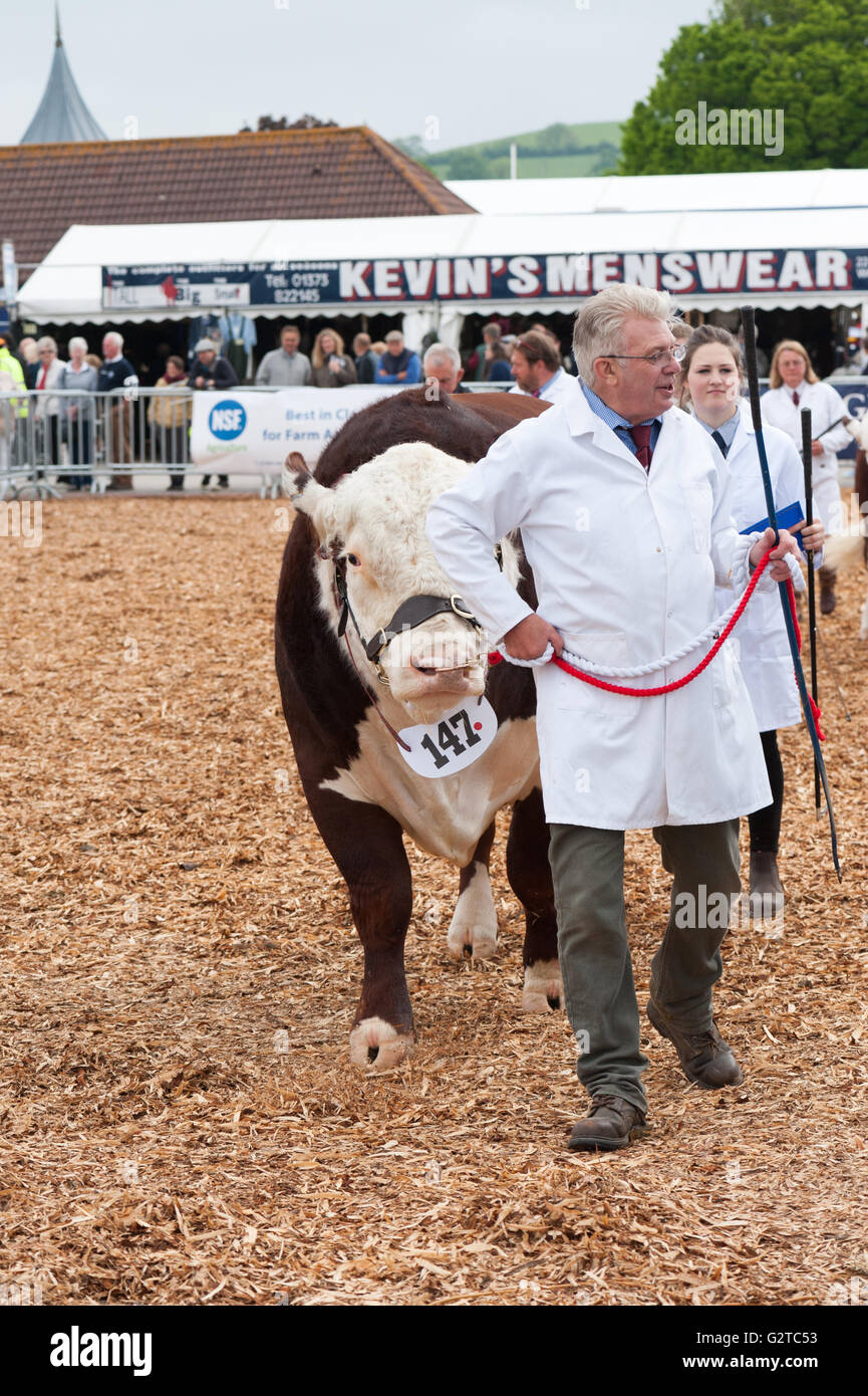bull farmer judge [bath and west] competition cow Stock Photo - Alamy