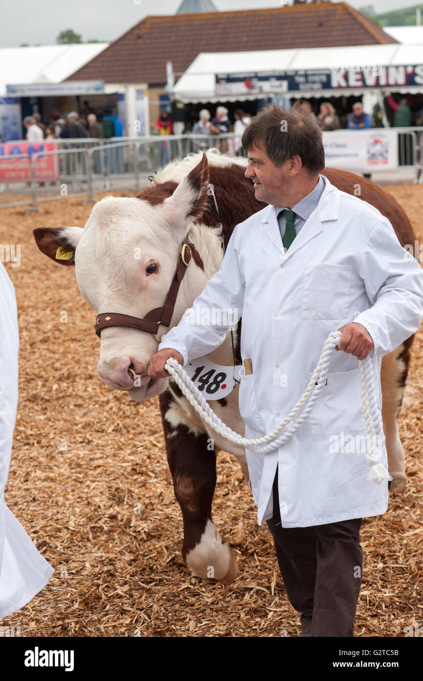 bull farmer judge [bath and west] competition cow Stock Photo - Alamy