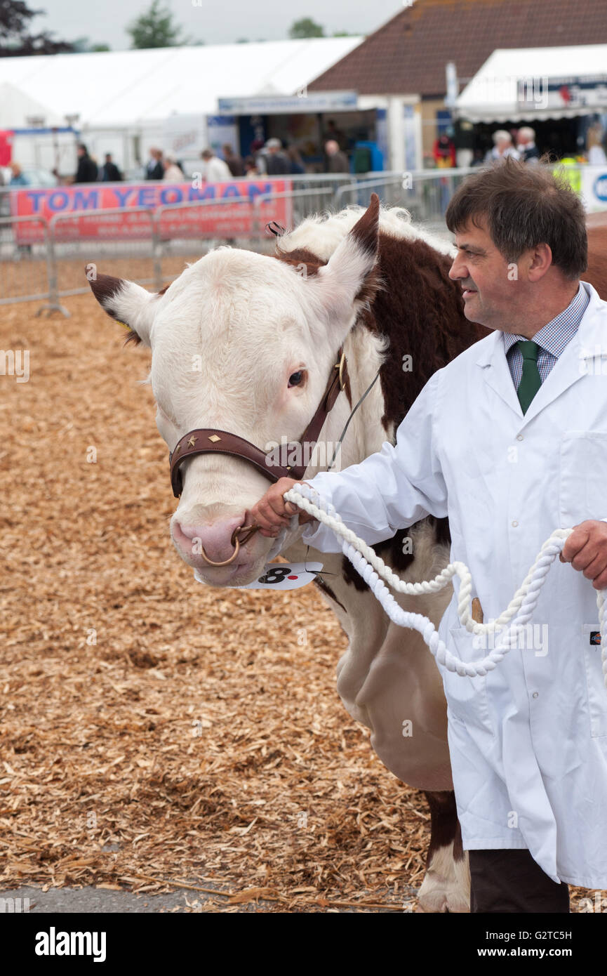 Competition cows hi-res stock photography and images - Alamy
