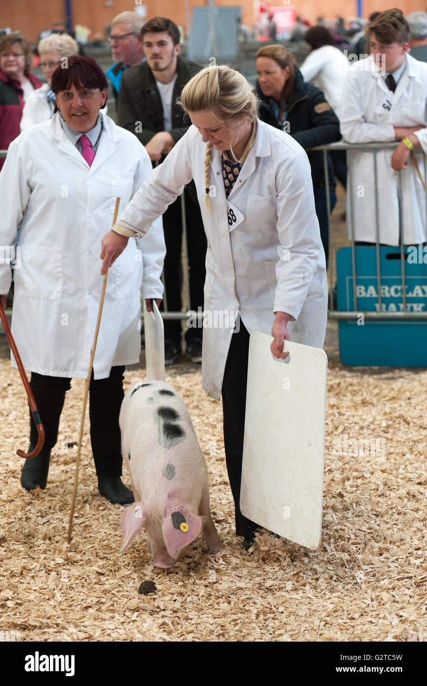 pig farmer judge [bath and west] competition Stock Photo - Alamy