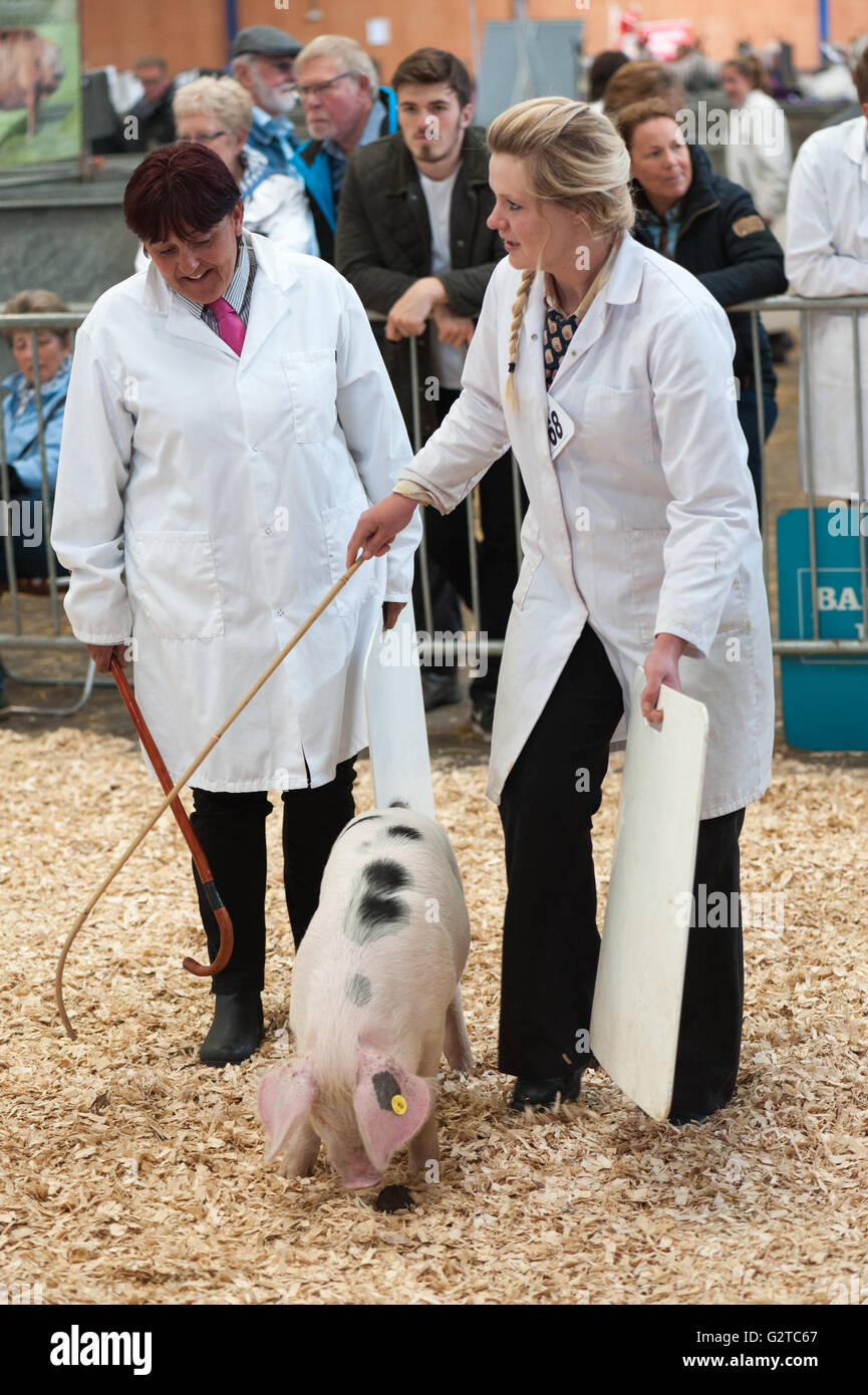 pig farmer judge [bath and west] competition Stock Photo - Alamy