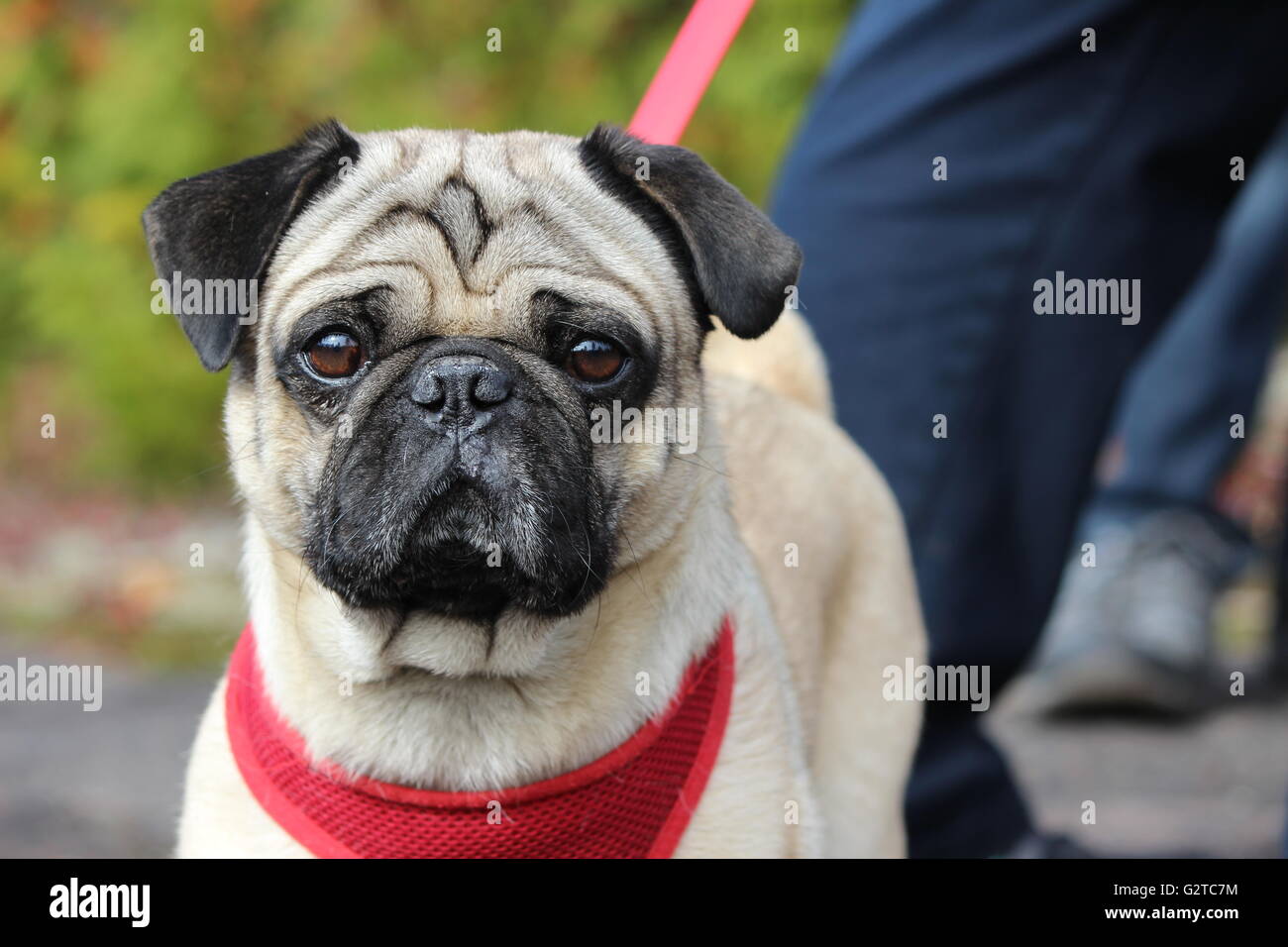 Photograph of a purebred pug shot atop Mount Condor, in the Canadian ...