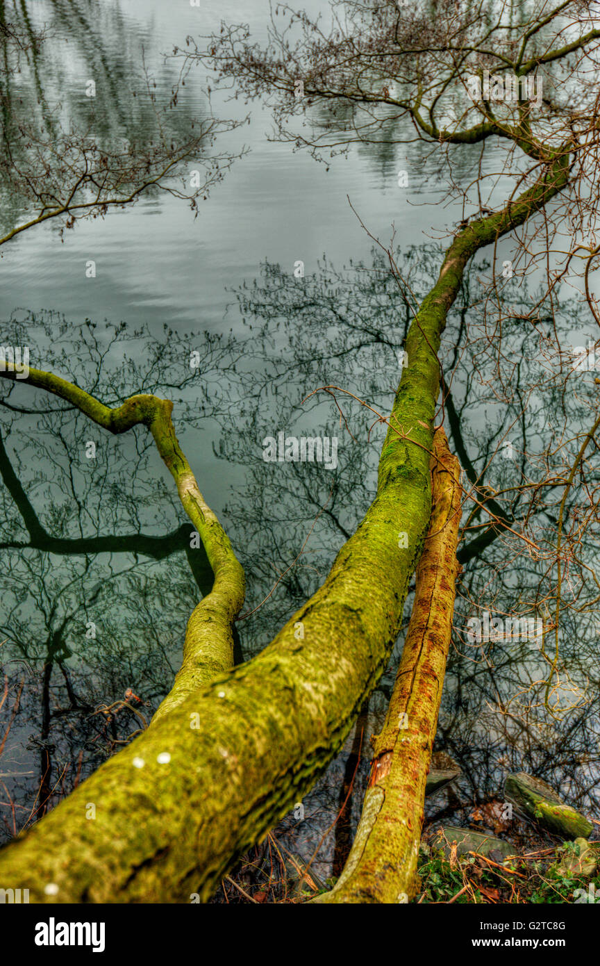 Trees and river Stock Photo - Alamy